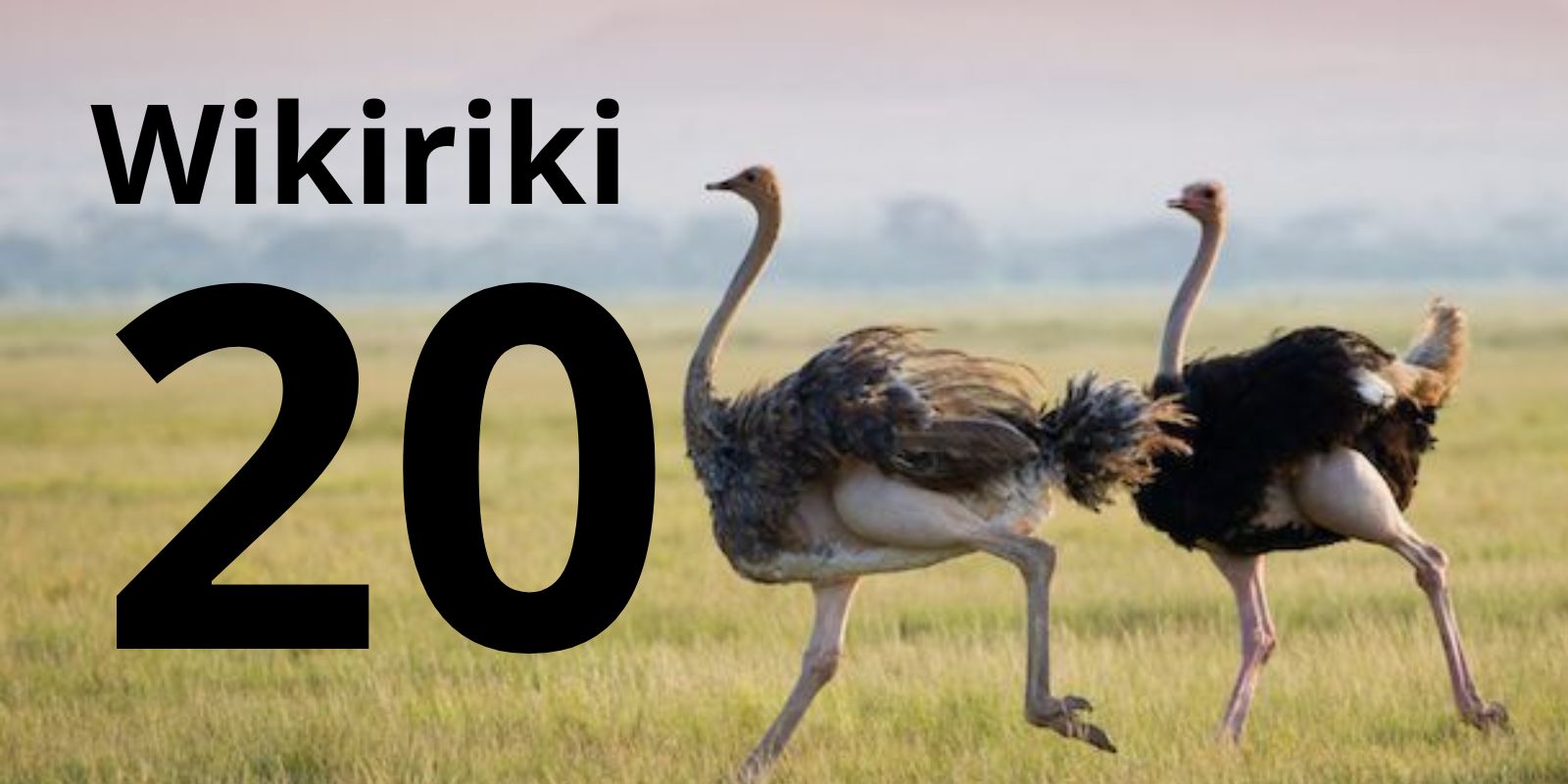 Las residencias de Wikiriki 2022 concluyen su comienzo – Wikitoki